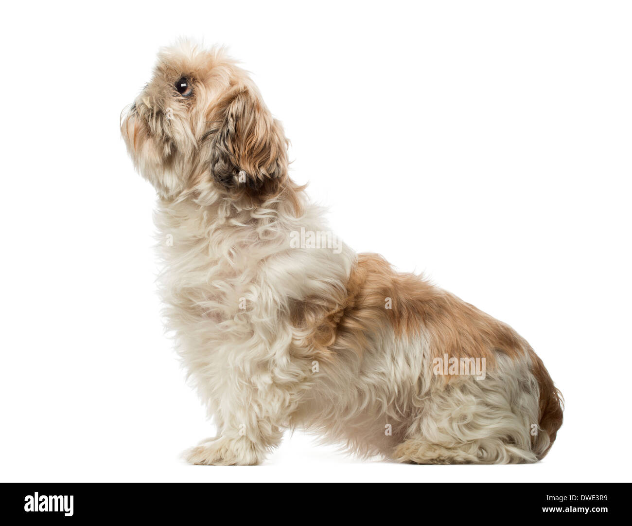 Side view of a Shih Tzu sitting, looking up, 10 years old, against ...