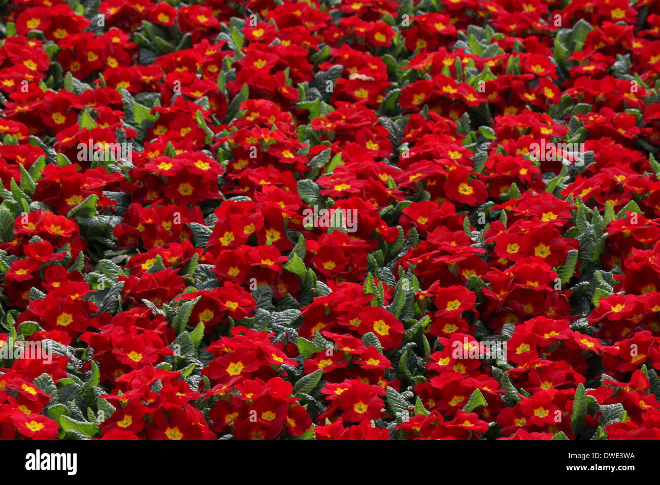 red Primula flowers in a garden Stock Photo - Alamy