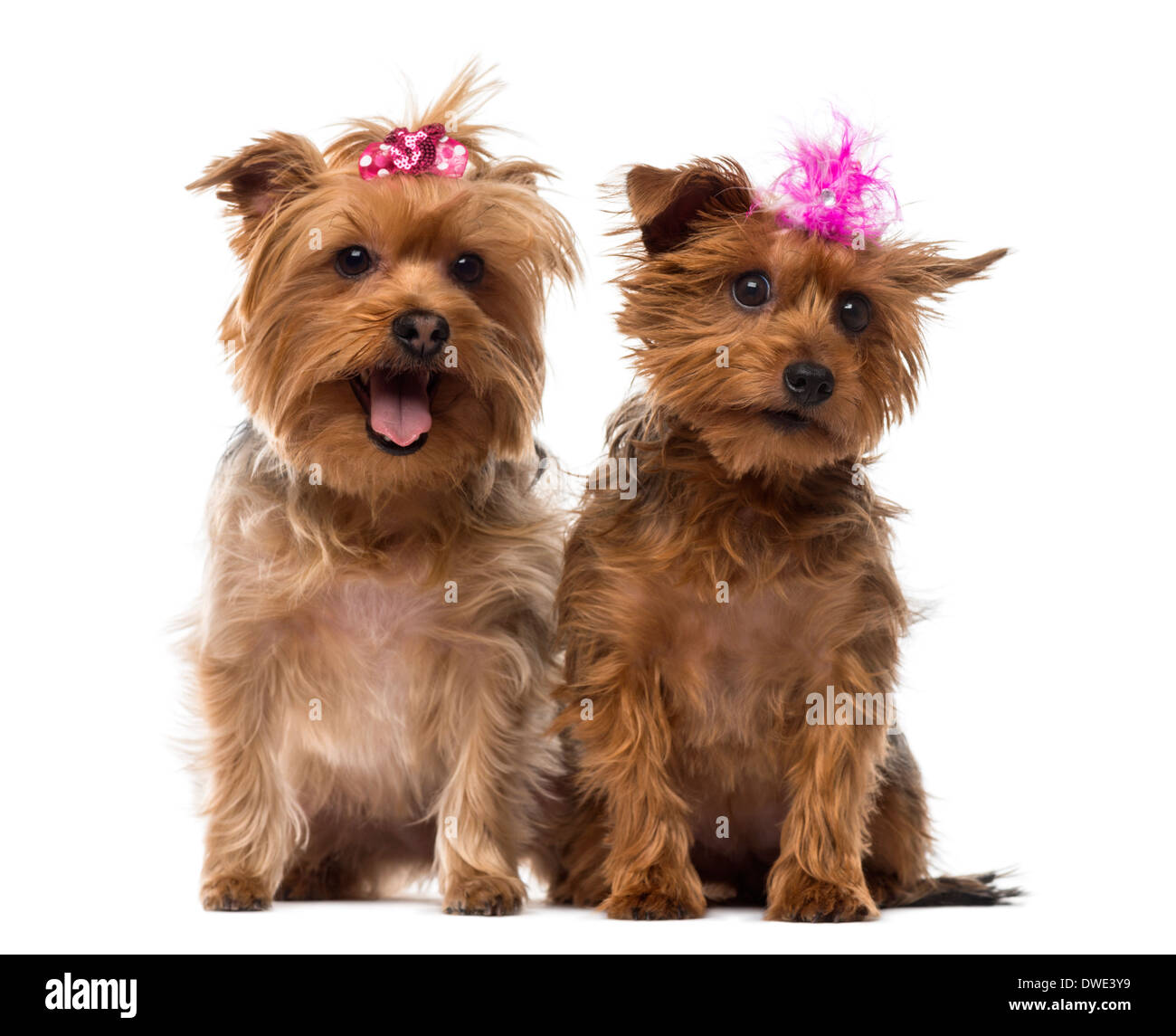 Yorkshire terriers hi-res stock photography and images - Alamy