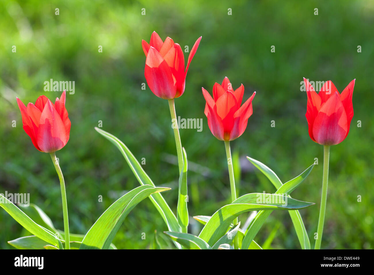 Four red tulip Stock Photo - Alamy