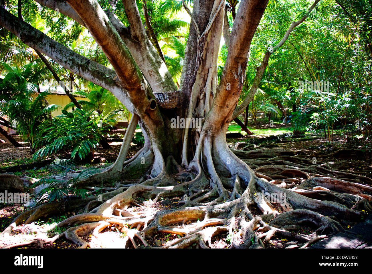 Tropi hi-res stock photography and images - Alamy