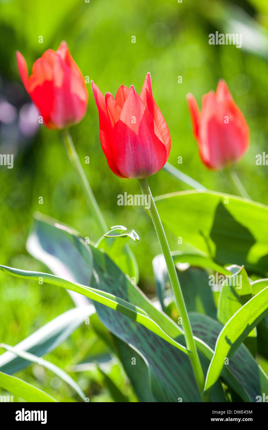Three red tulip flowers hi-res stock photography and images - Alamy