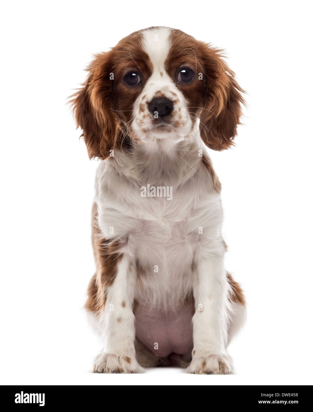 Front view of a Cavalier King Charles Spaniel puppy sitting, looking at ...