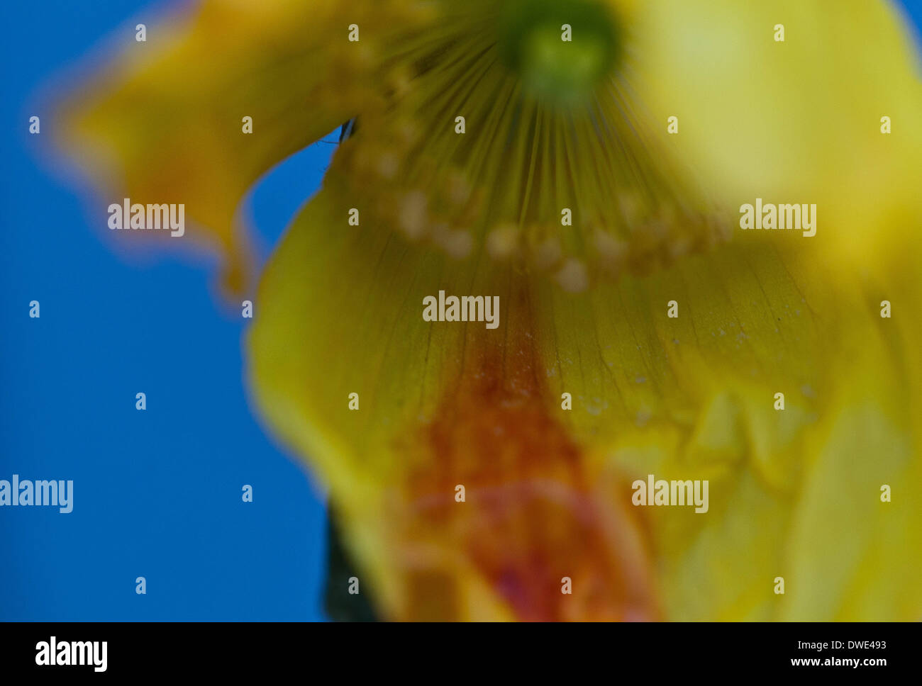 Abstract daffodil hi-res stock photography and images - Alamy