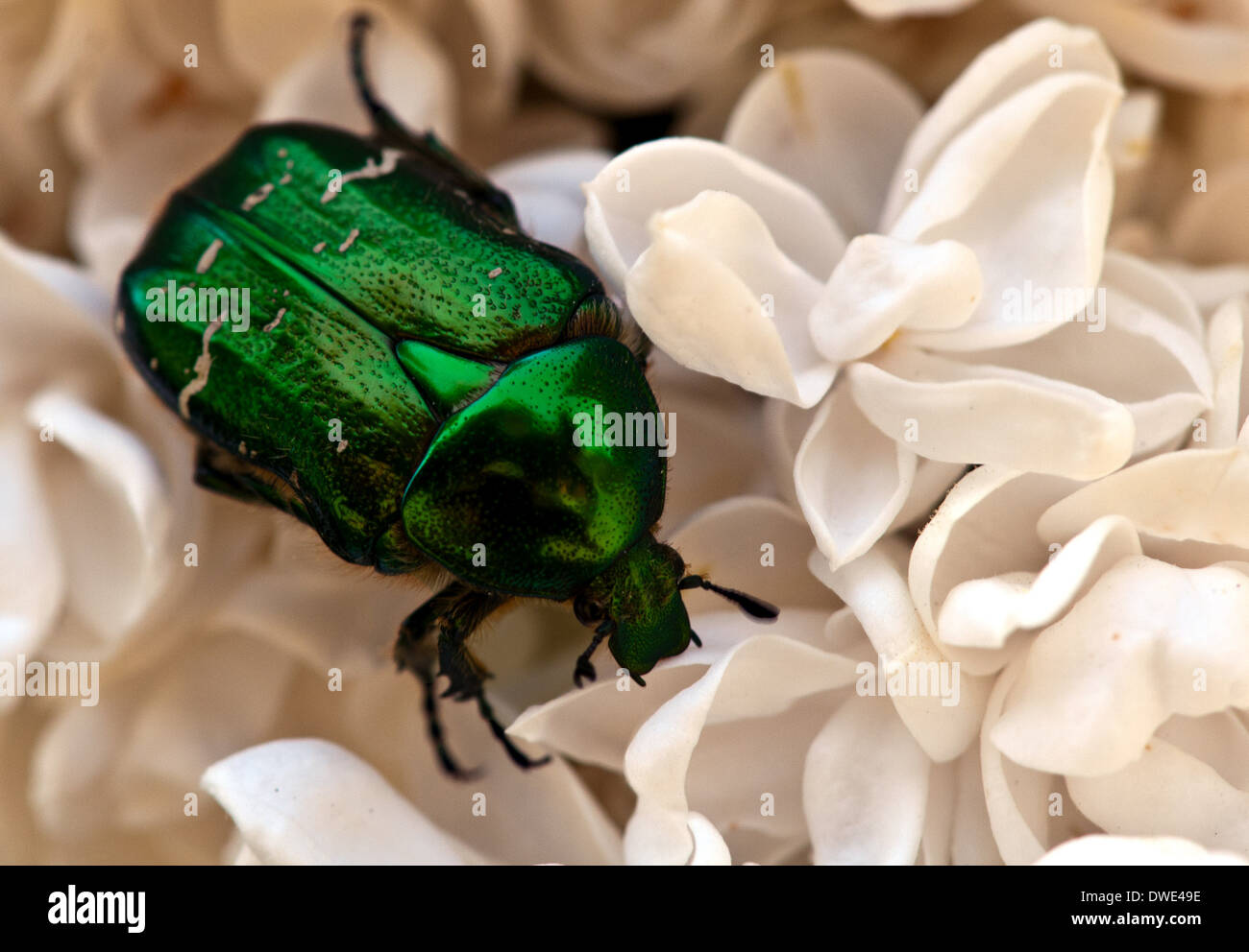 Chafer Bug High Resolution Stock Photography and Images - Alamy
