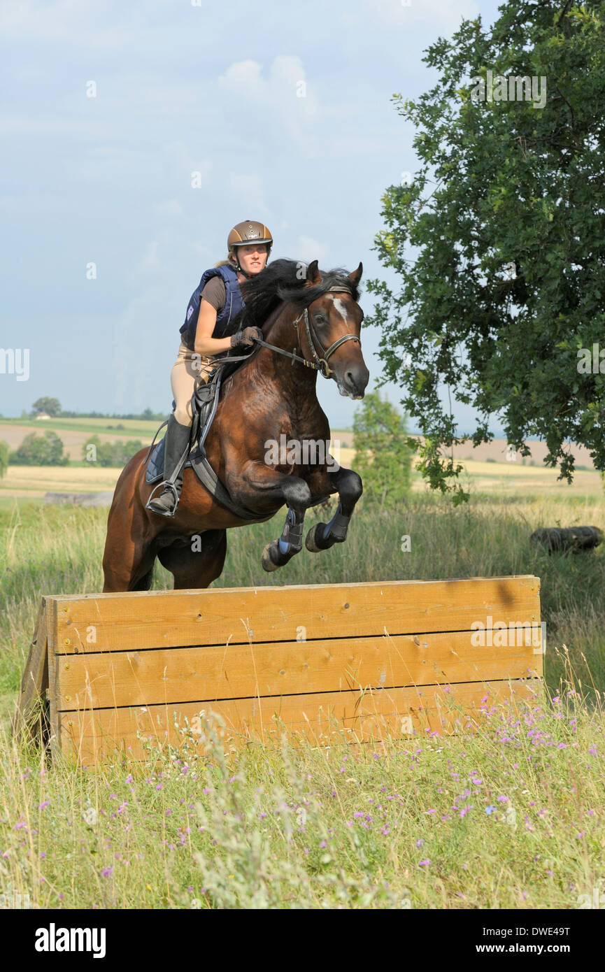 Connemara pony jumping hi-res stock photography and images - Alamy