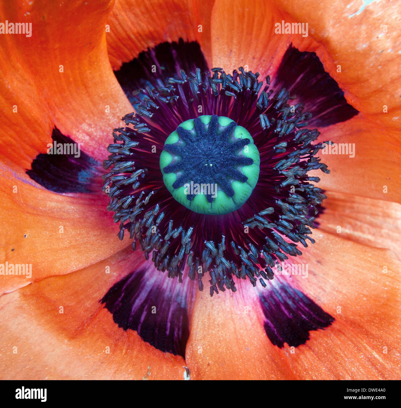 Orange petals hi-res stock photography and images - Alamy