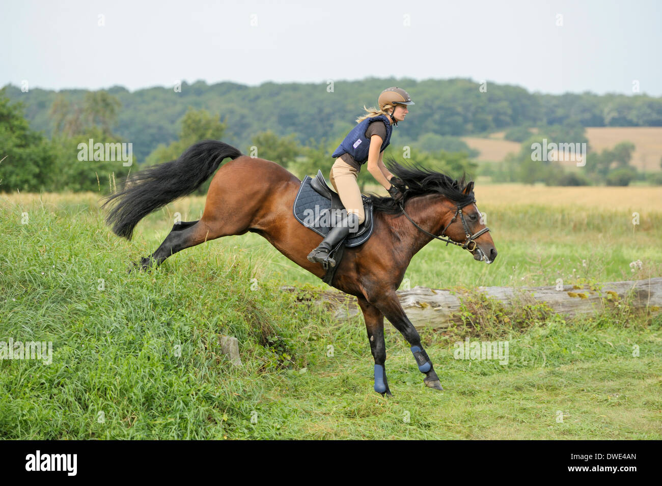 Connemara pony jumping hi-res stock photography and images - Alamy
