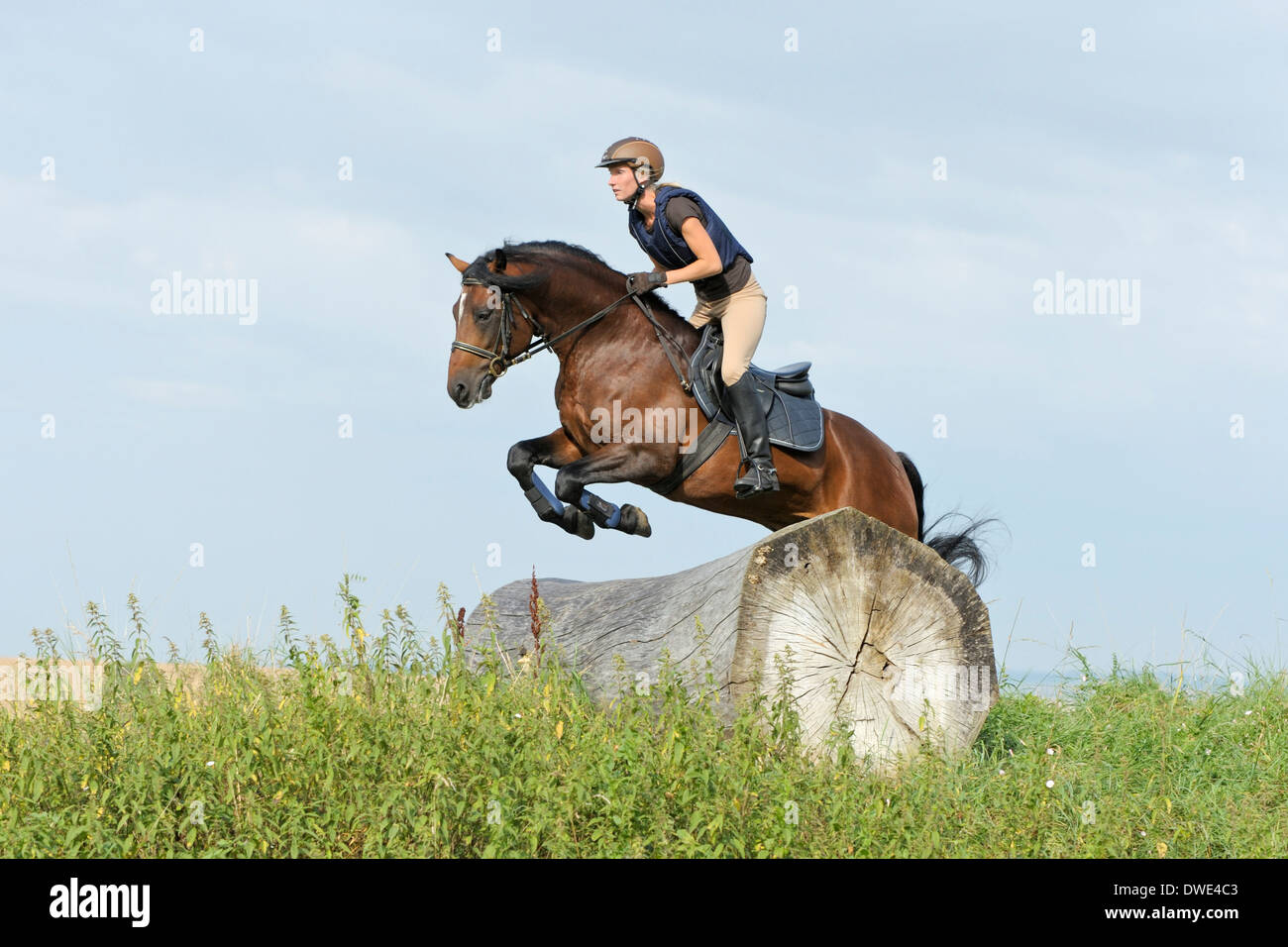 Connemara pony jumping hi-res stock photography and images - Alamy