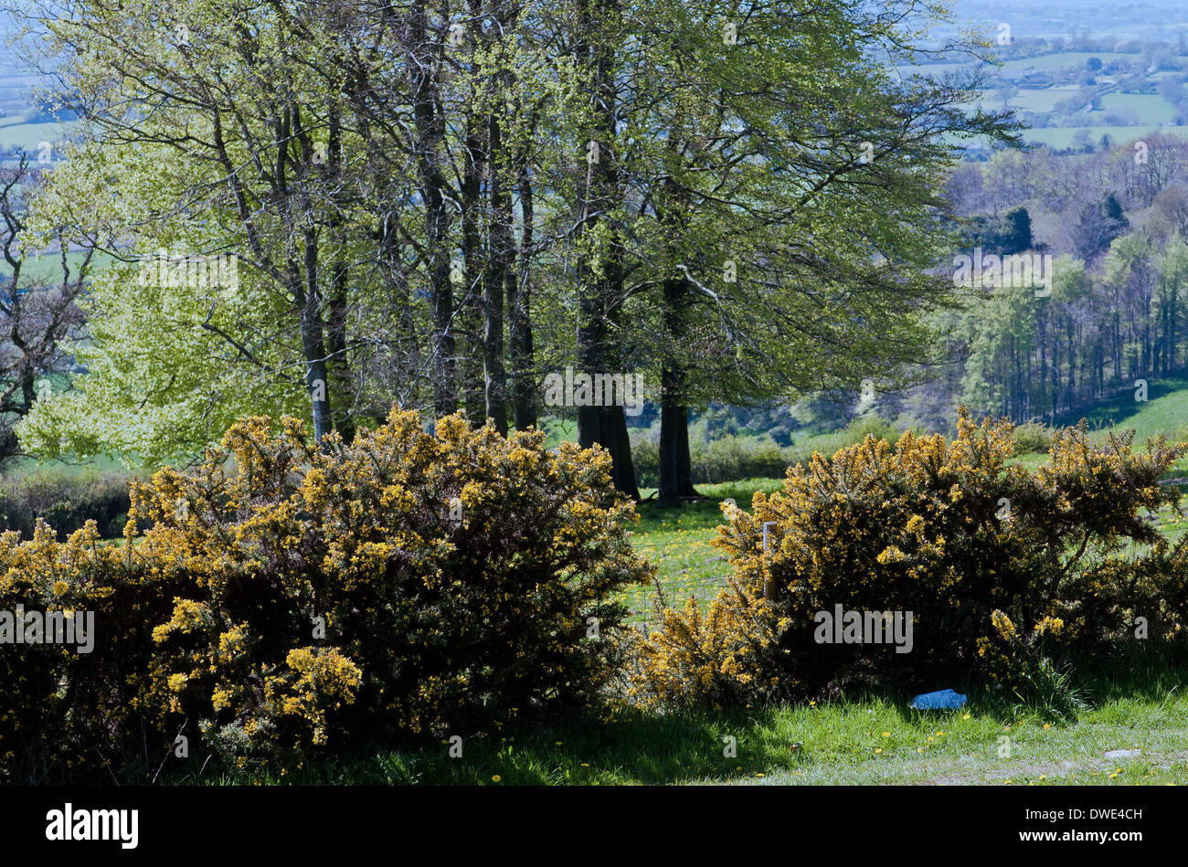 The cranborne chase hi-res stock photography and images - Alamy