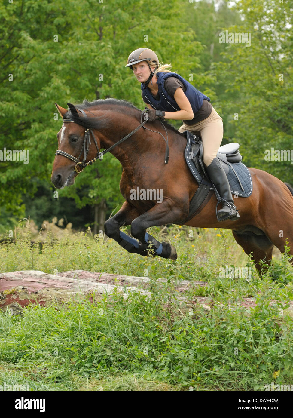 Connemara pony jumping hi-res stock photography and images - Alamy