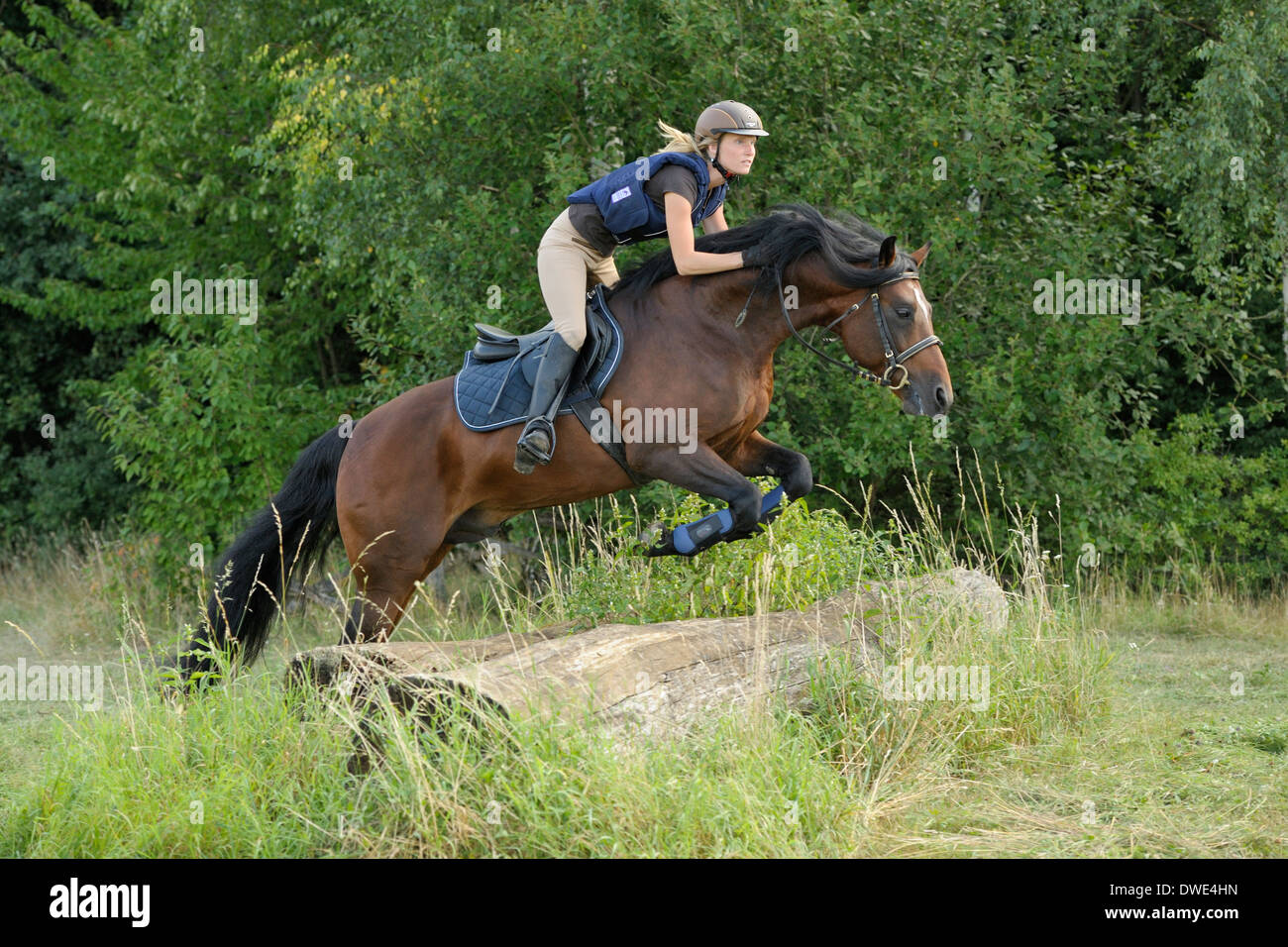 Connemara pony jumping hi-res stock photography and images - Alamy