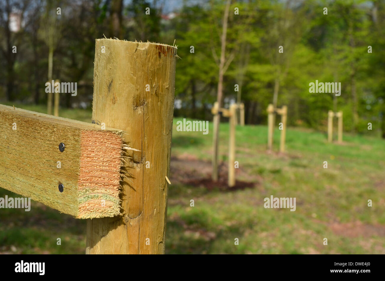 Newly planted trees in the park Stock Photo - Alamy