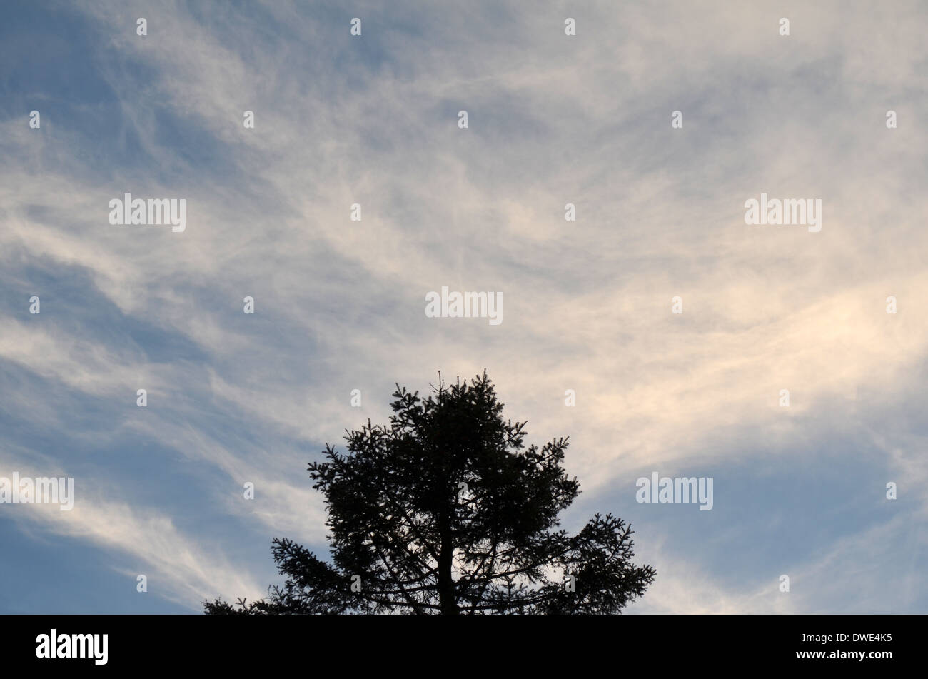 Sky and tree Stock Photo - Alamy