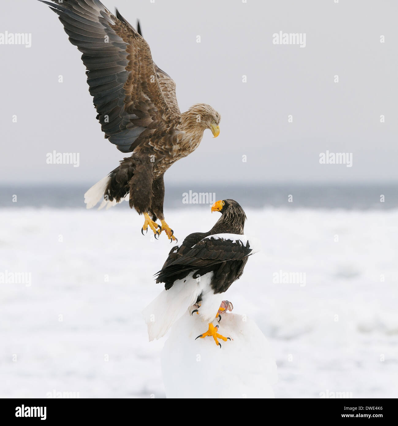 Freeze above door hi-res stock photography and images - Alamy