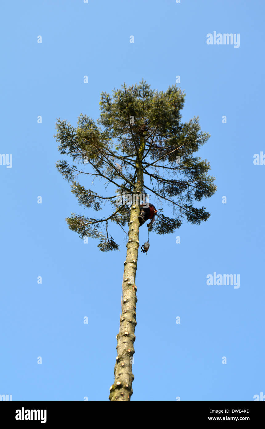 High up in the tree hi-res stock photography and images - Alamy