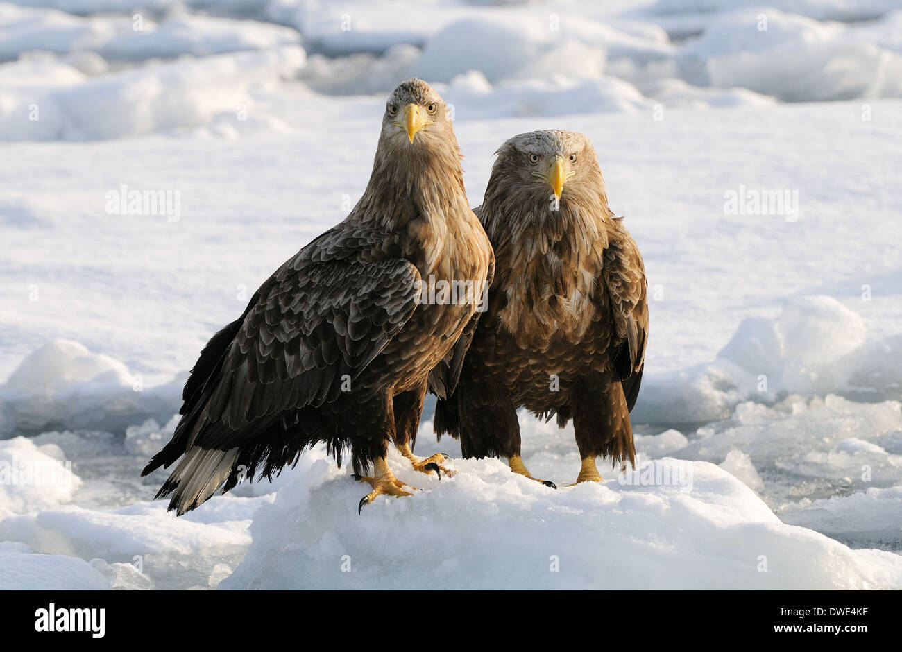 Two White-tailed Eagle together on the drifting ice in Nemuro Strait ...