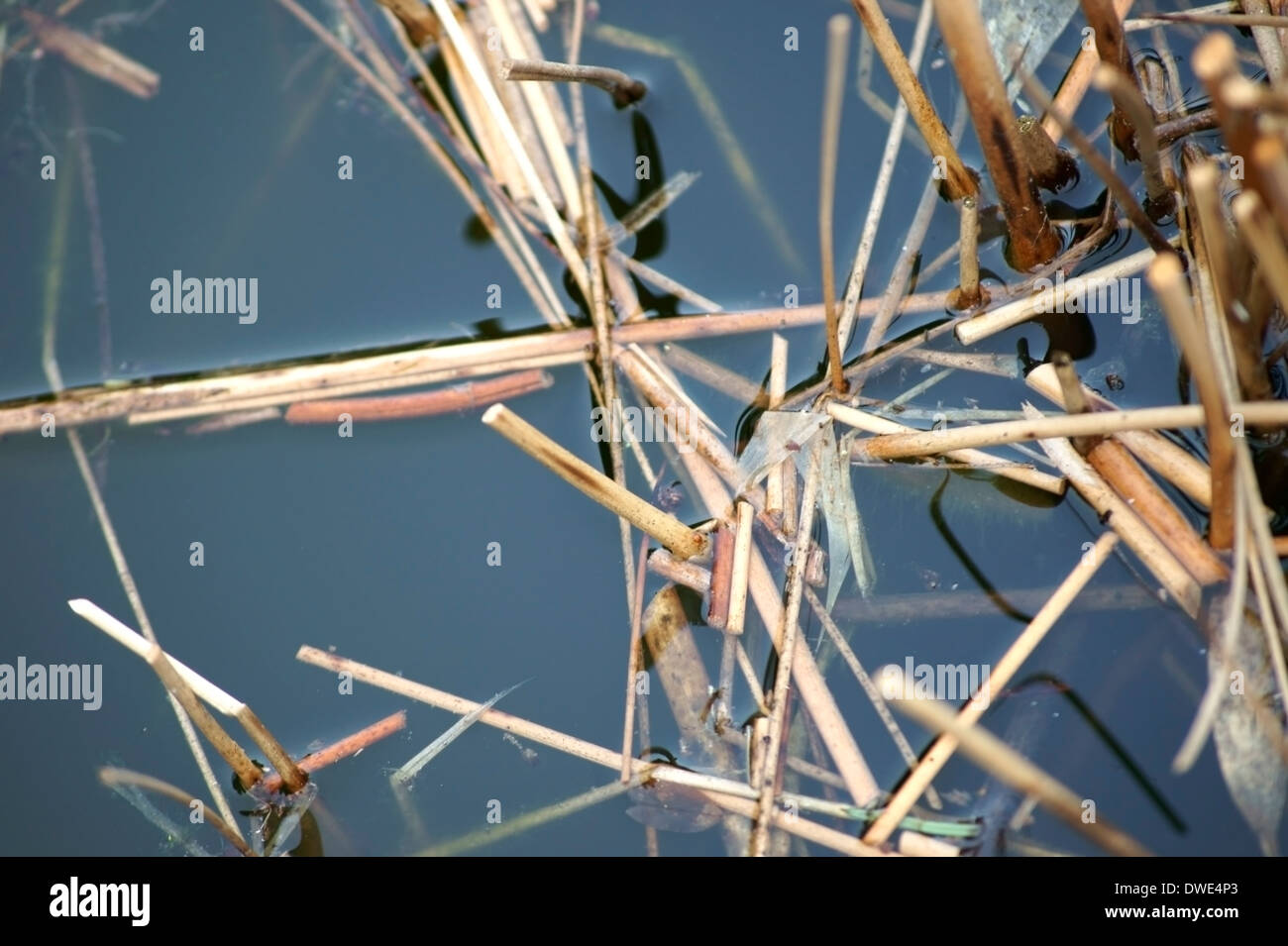 Pond Closeup with reed Stock Photo - Alamy