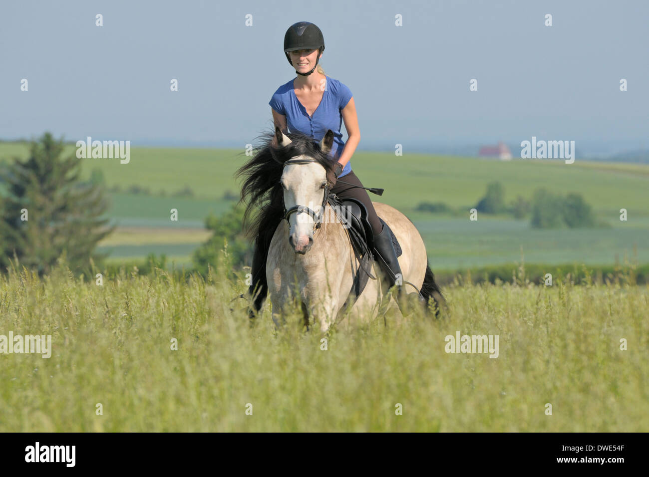 Young rider on back of a Connemara pony mare galloping in a meadow ...