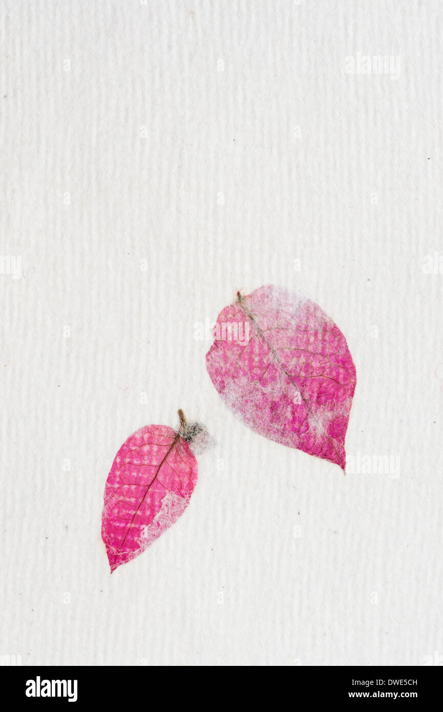 Indian handmade paper with bougainvillea petal Stock Photo - Alamy