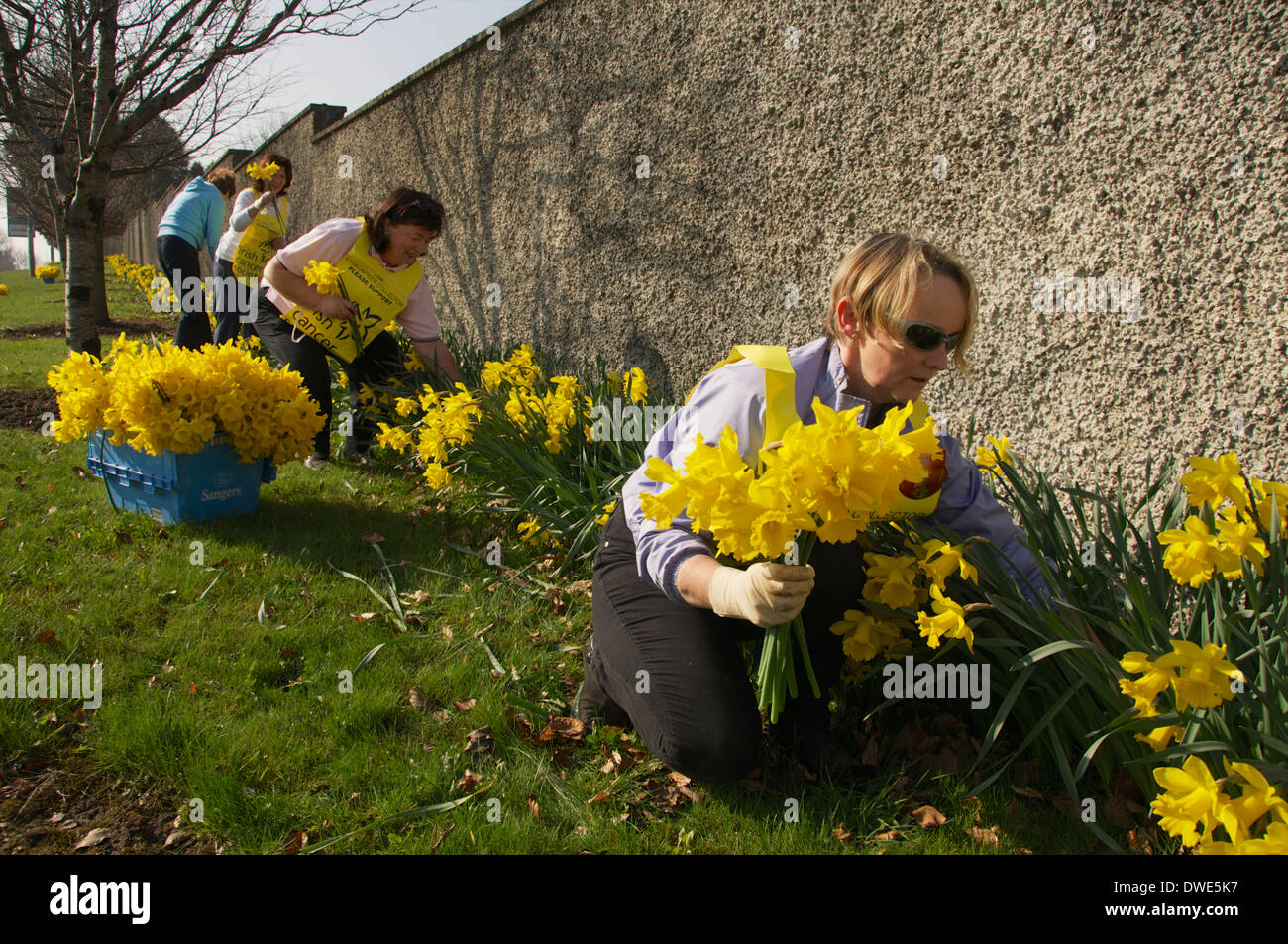 Cancer flowers hi-res stock photography and images - Alamy