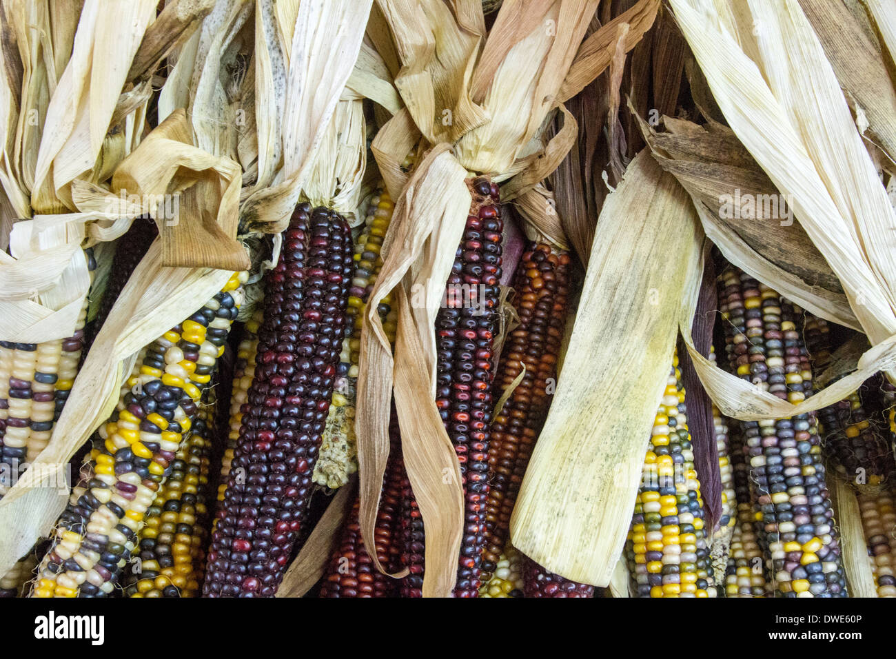 Colorful Indian Corn Stock Photo - Alamy