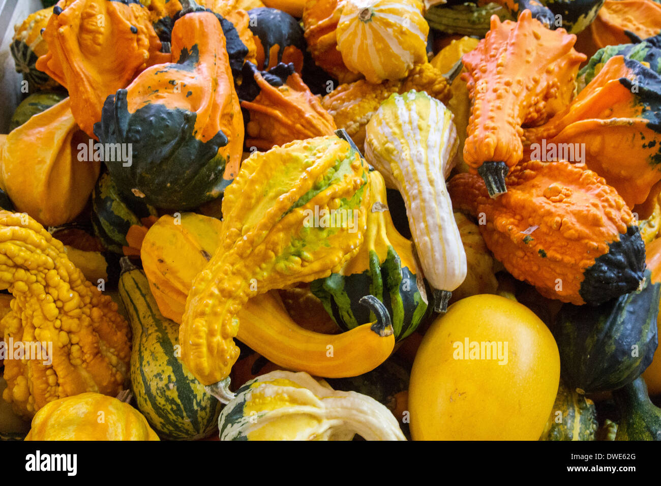 Harvesting squash hi-res stock photography and images - Alamy