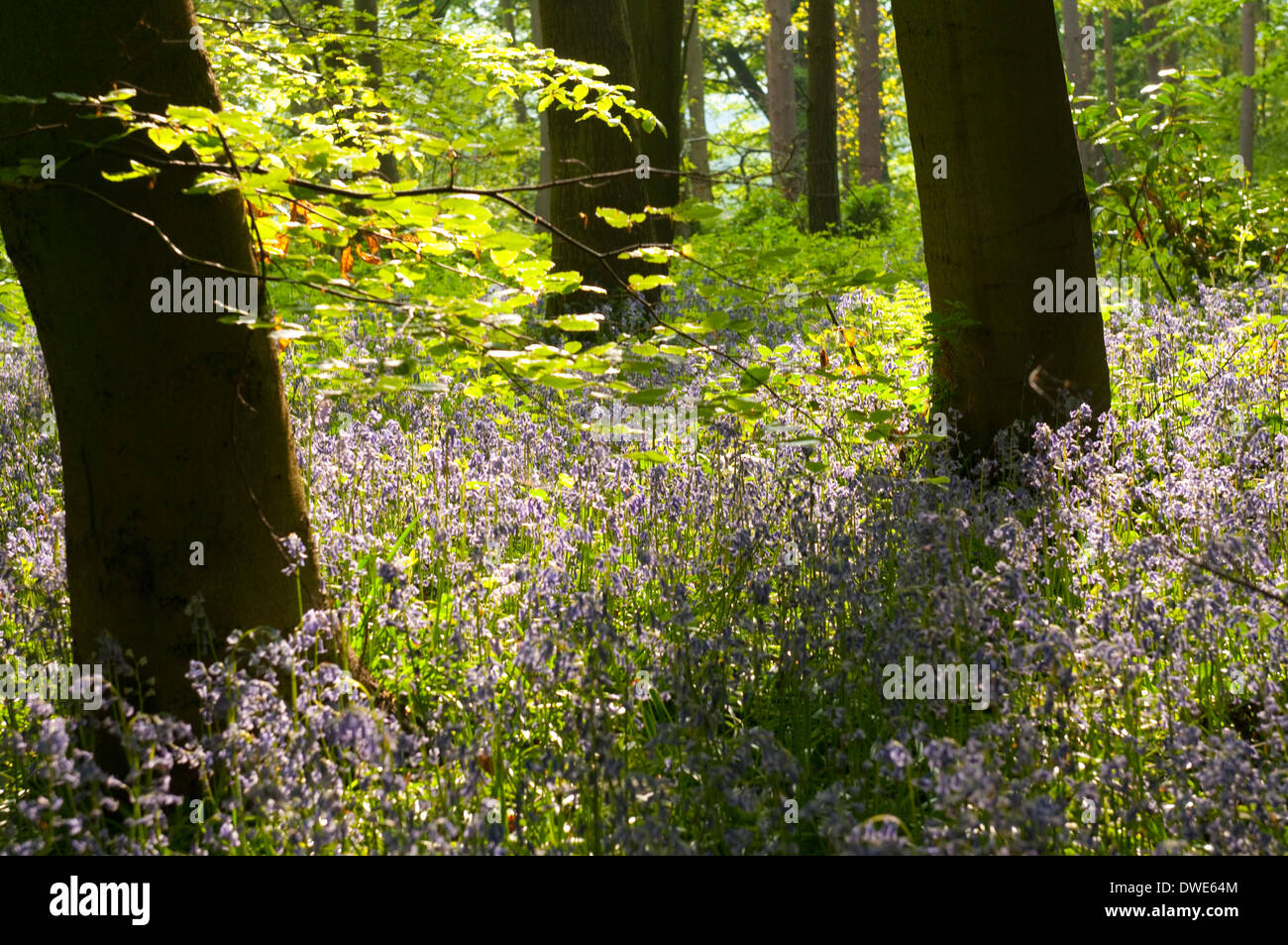 Spring Bluebells in woodland on the A614 at Clumber, Nottinghamshire ...