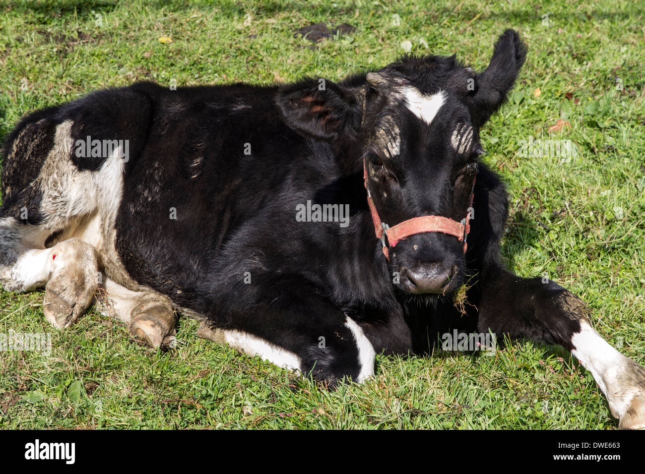 The McDonald Farm Stock Photo - Alamy