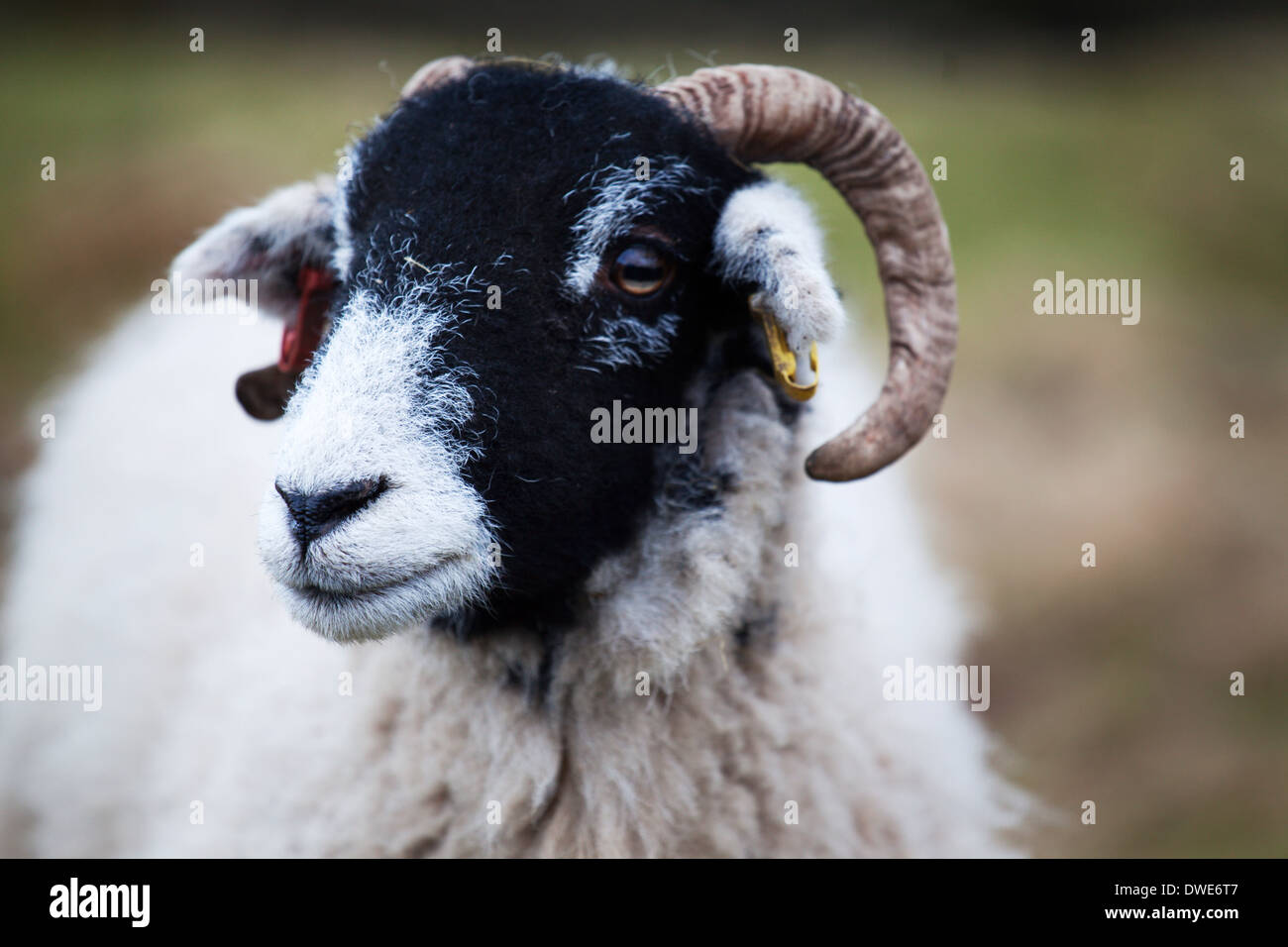 Swaledale sheep in the yorkshire dales hi-res stock photography and ...