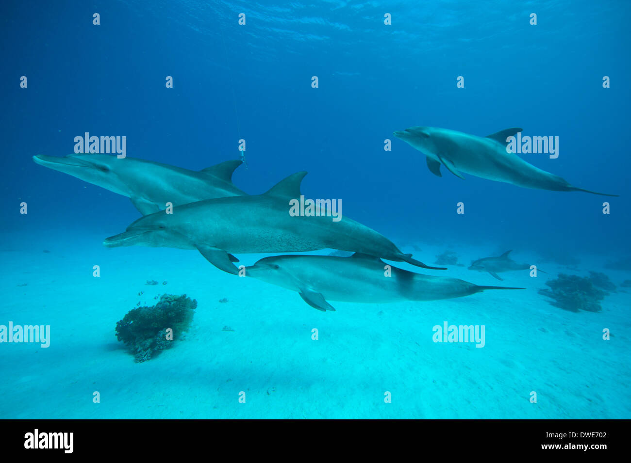Dolphin pod hi-res stock photography and images - Alamy