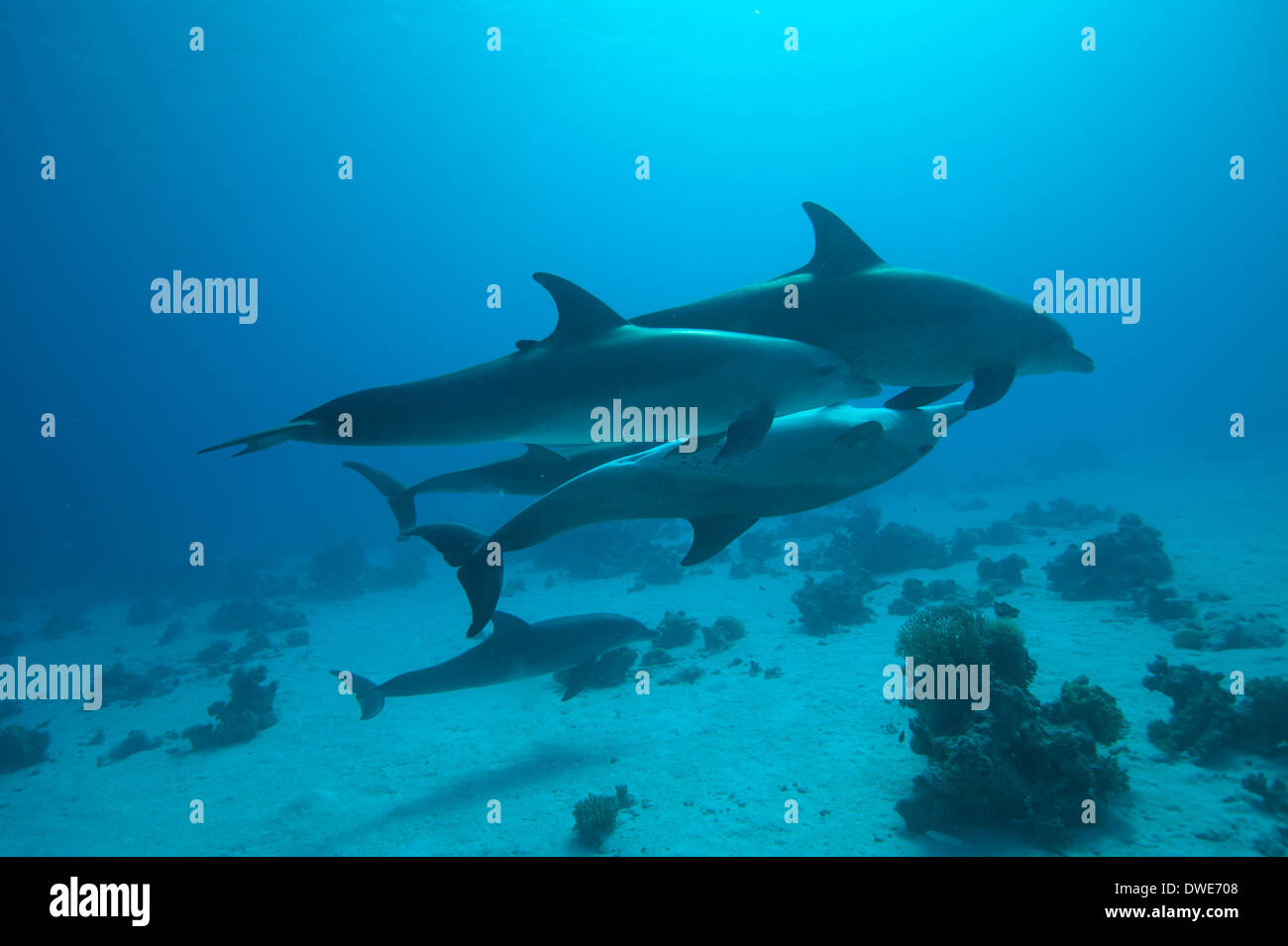 Dolphin pod hi-res stock photography and images - Alamy