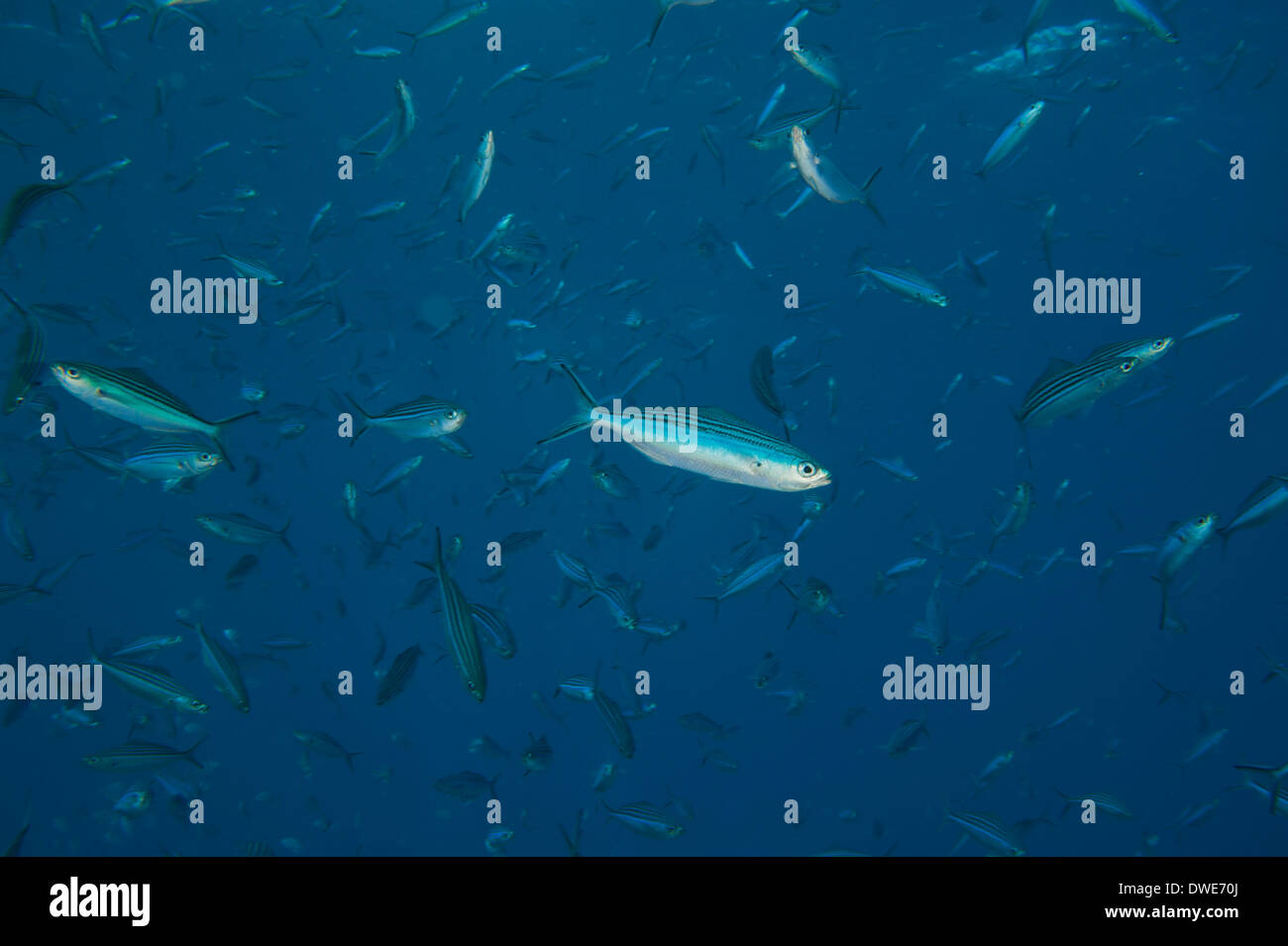 Fusilier fish hi-res stock photography and images - Alamy