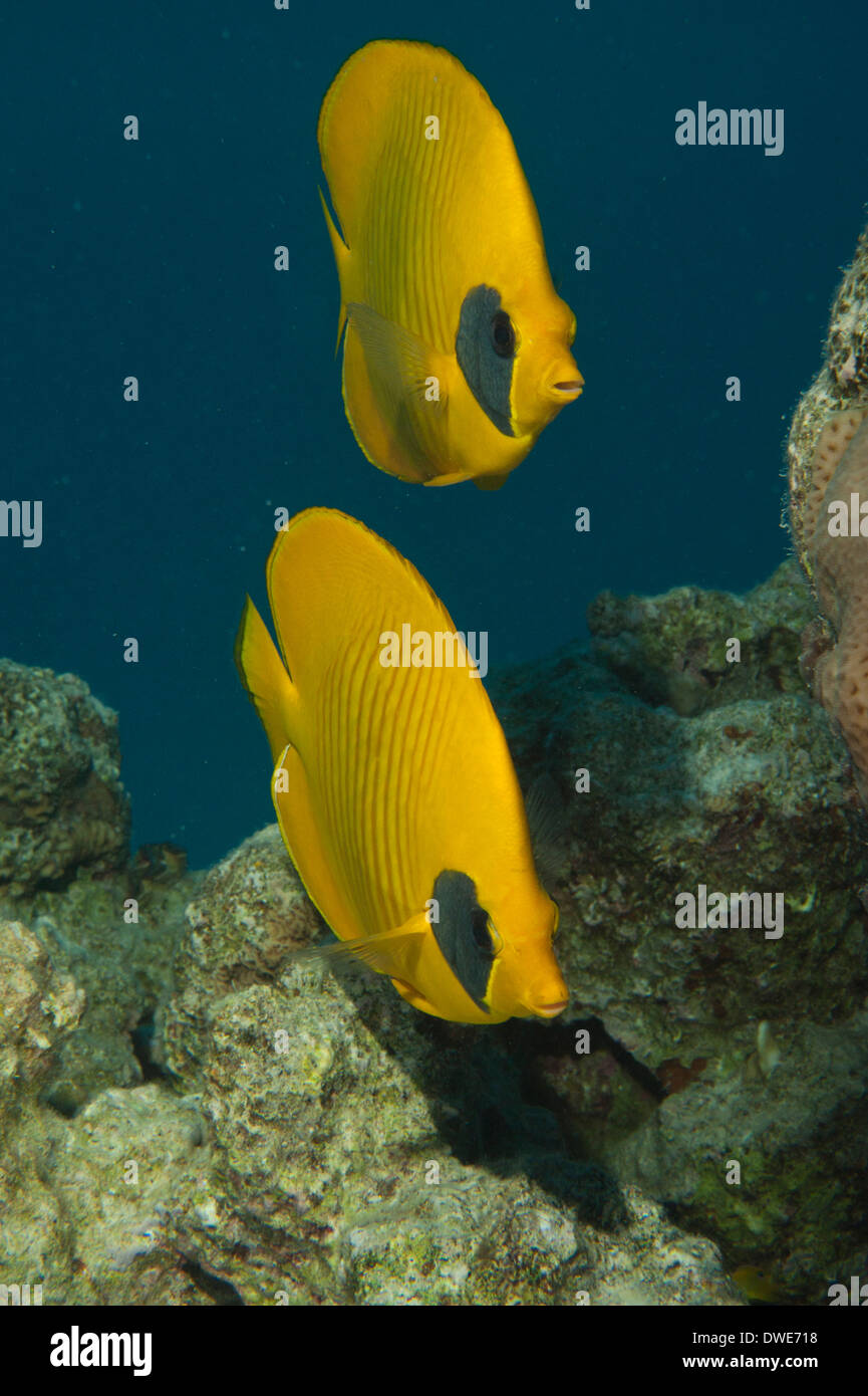 Masked butterflyfish pair Red Sea Egypt Stock Photo - Alamy
