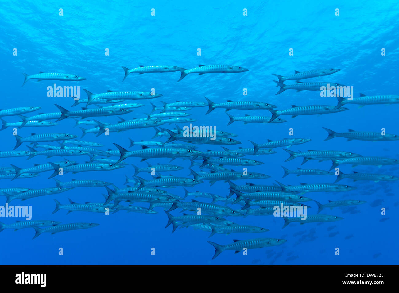 Barracuda fish hi-res stock photography and images - Alamy
