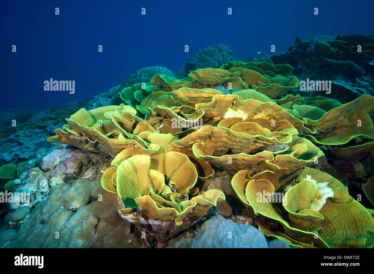Cabbage coral hi-res stock photography and images - Alamy