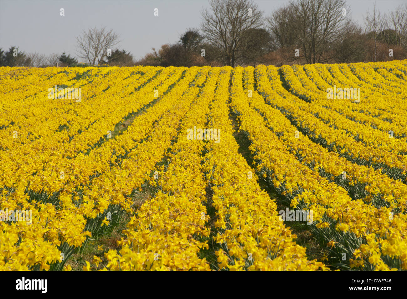 Hundreds of daffodils hi-res stock photography and images - Alamy