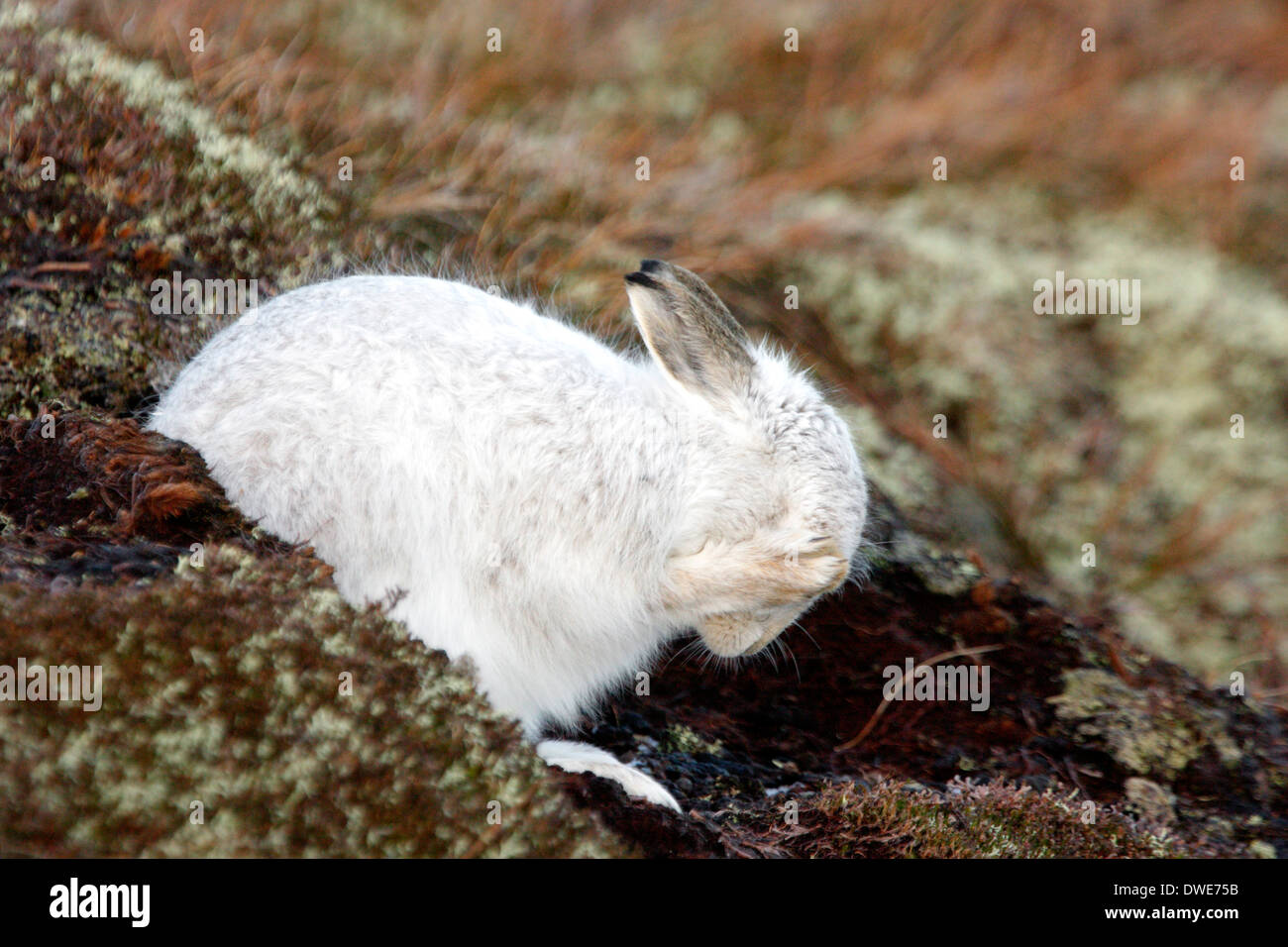 Mountain hare Lepus timidus Scotland UK Stock Photo - Alamy