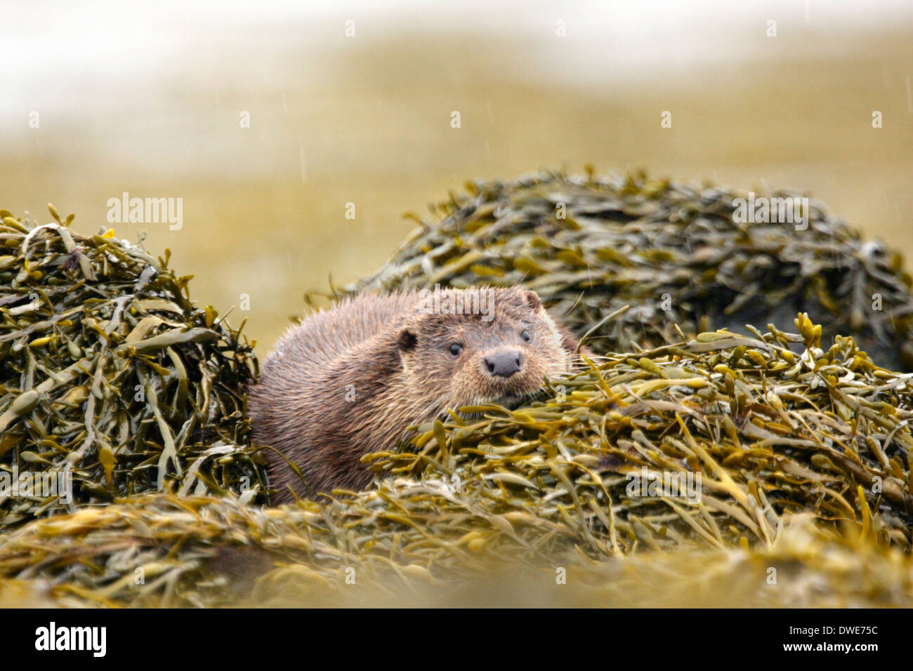 Otter Lutra lutra Scotland UK Stock Photo - Alamy