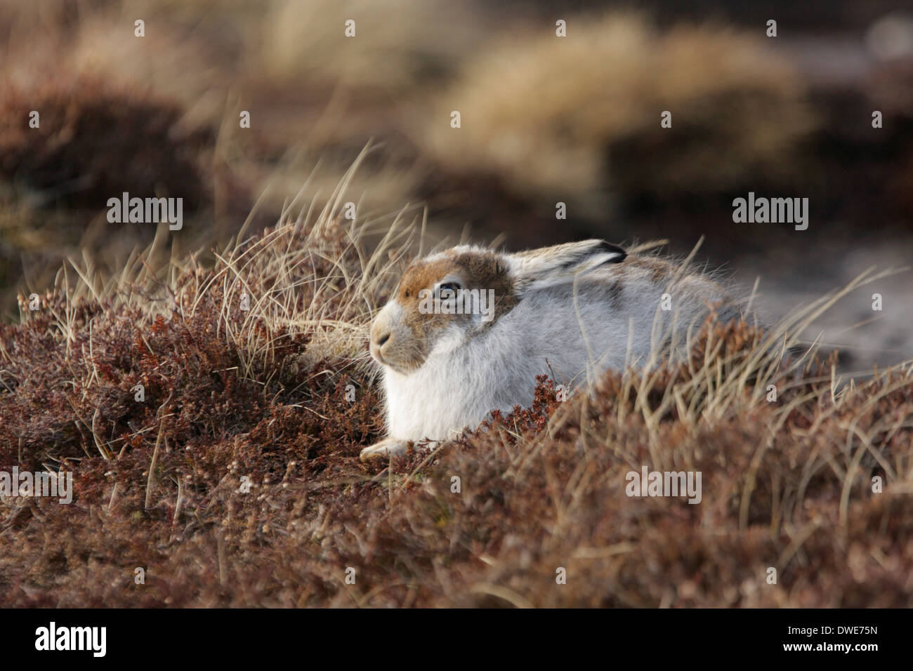 Mountain hare Lepus timidus Scotland UK Stock Photo - Alamy