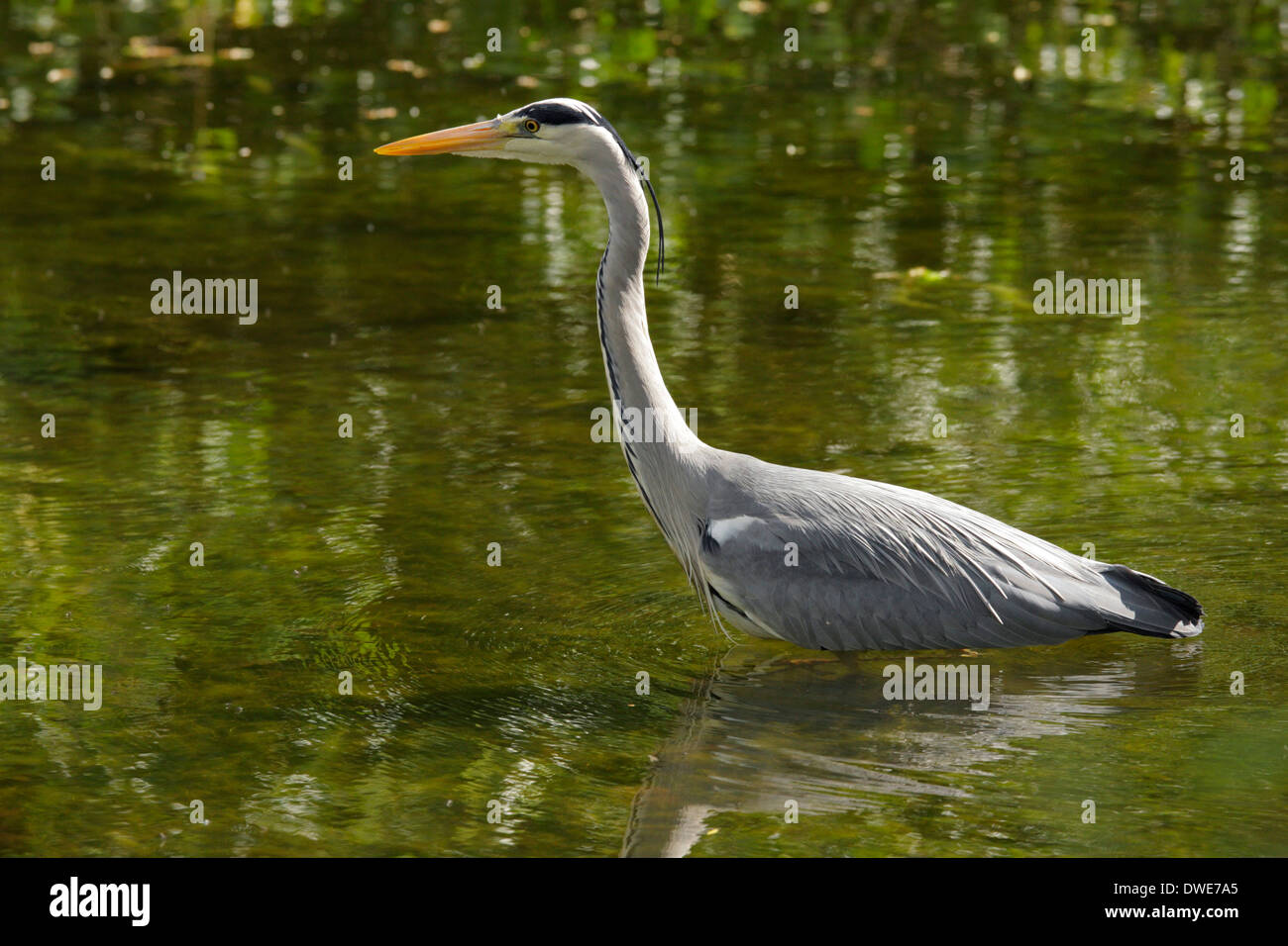 Grey heron scotland uk hi-res stock photography and images - Alamy