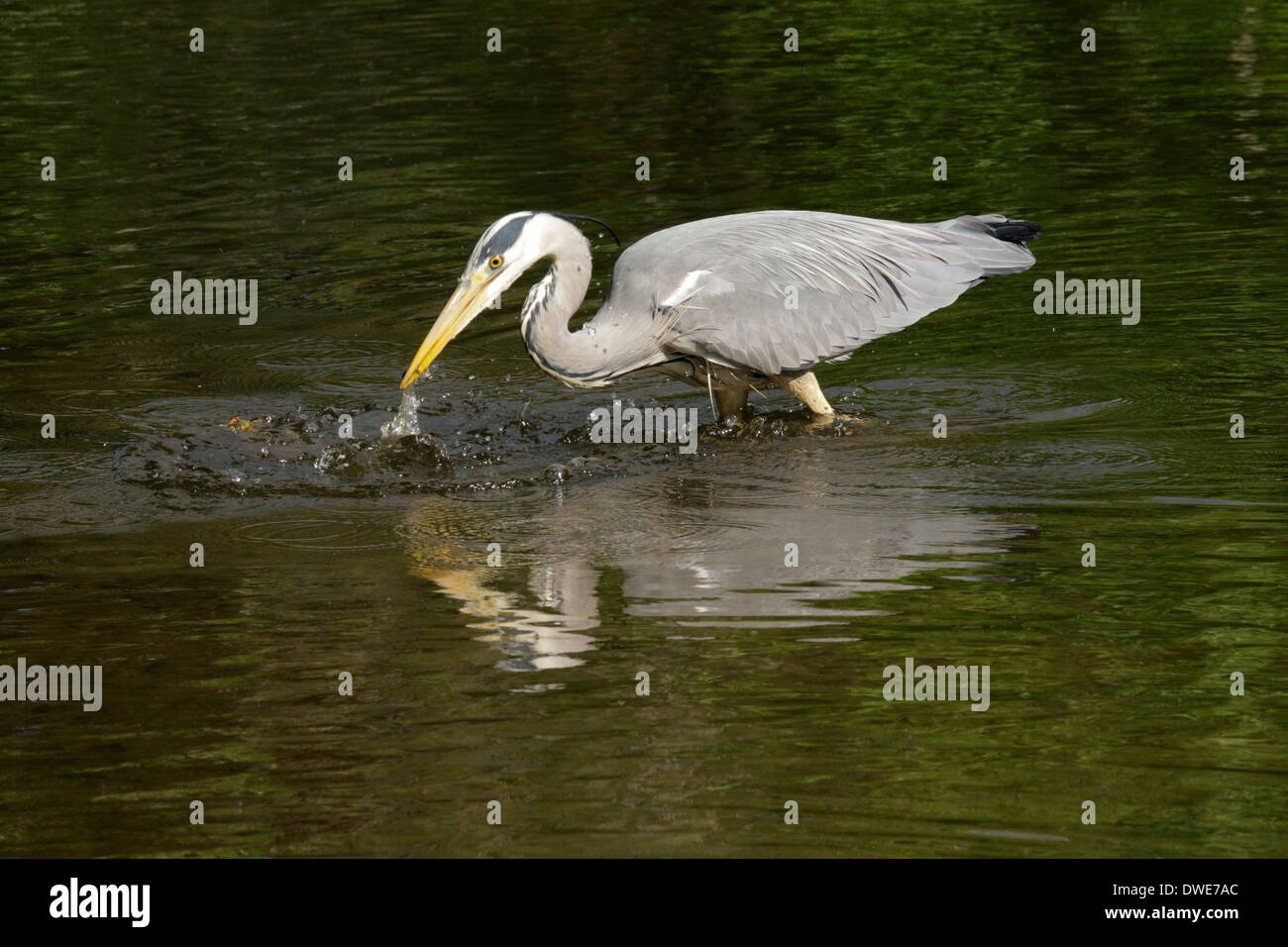 Grey heron Ardea cinerea Scotland UK Stock Photo - Alamy