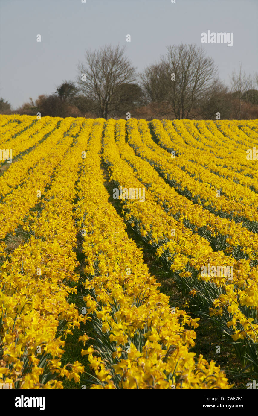 Hundreds of daffodils hi-res stock photography and images - Alamy