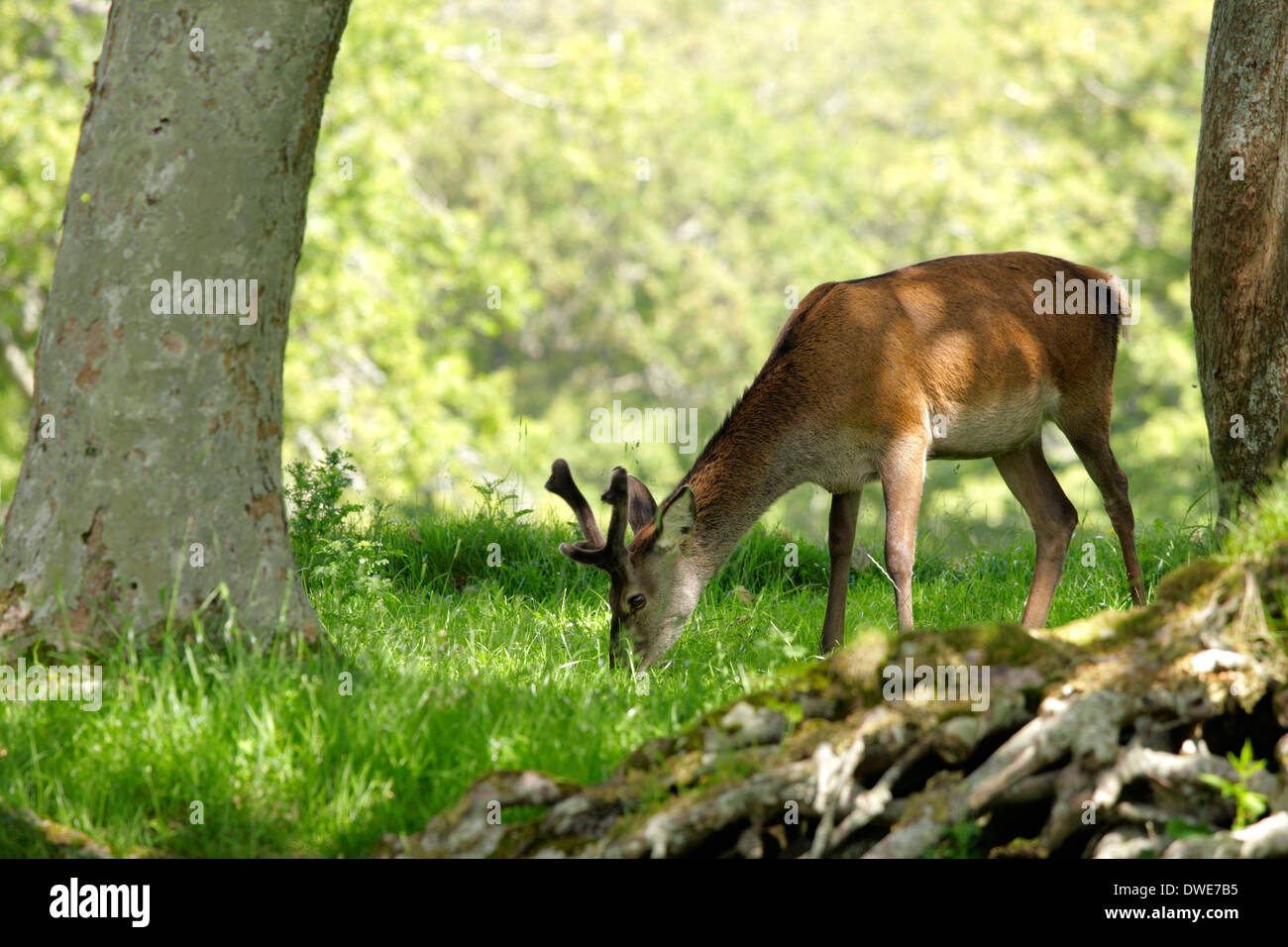 Yearling red deer stag hi-res stock photography and images - Alamy