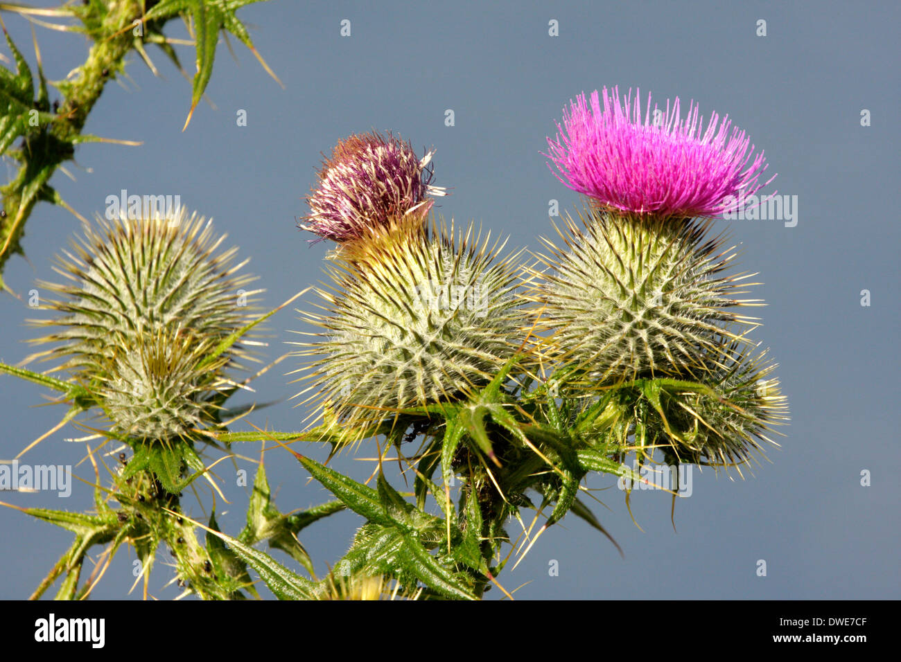Spear thistle Cirsium vulgare Scotland UK Stock Photo - Alamy