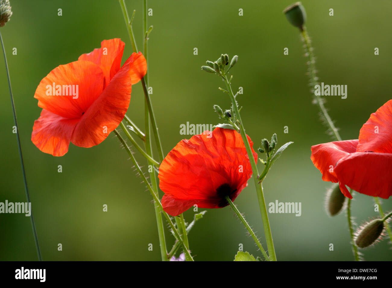Poppies uk animal hi-res stock photography and images - Alamy