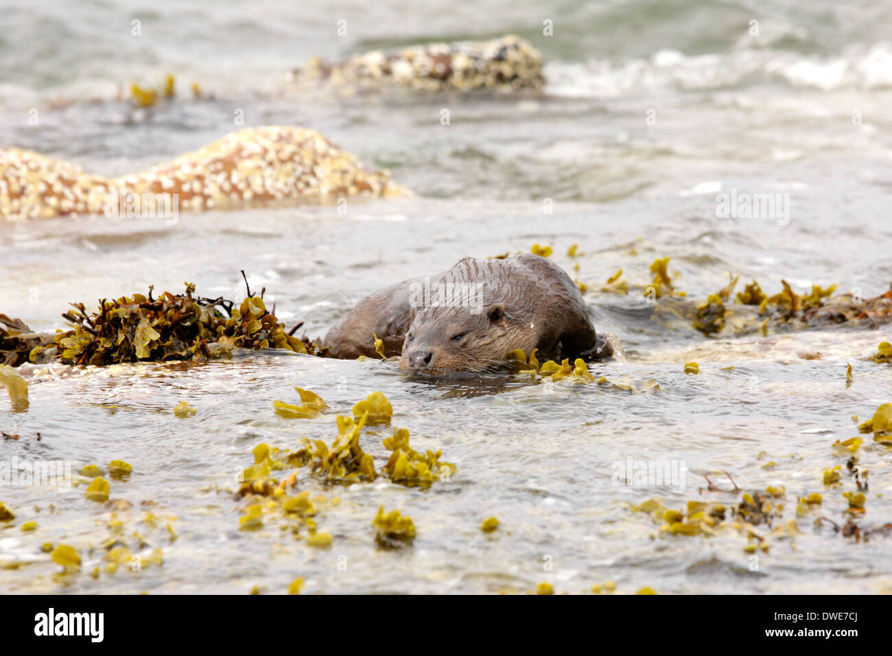 Otter scotland hi-res stock photography and images - Alamy