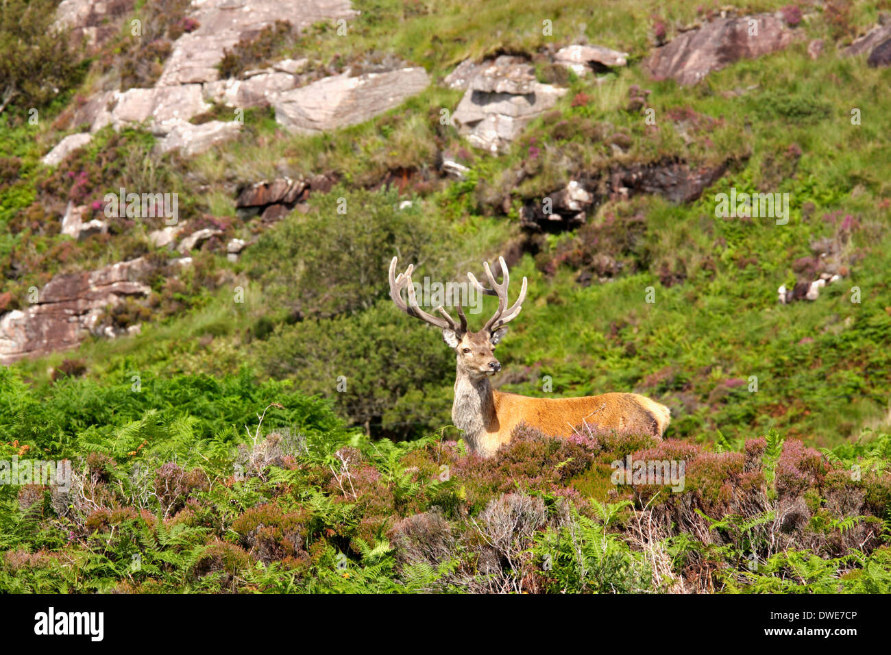 Red stag scotland sky hi-res stock photography and images - Alamy