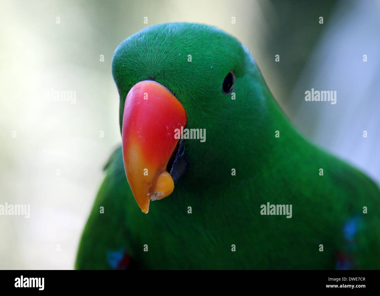 Male Red-sided Eclectus Parrot (Eclectus roratus) close-up of head ...