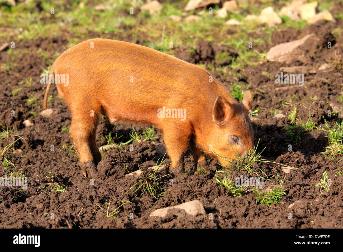 Tamworth piglet Sus scrofa domesticus Scotland UK Stock Photo - Alamy
